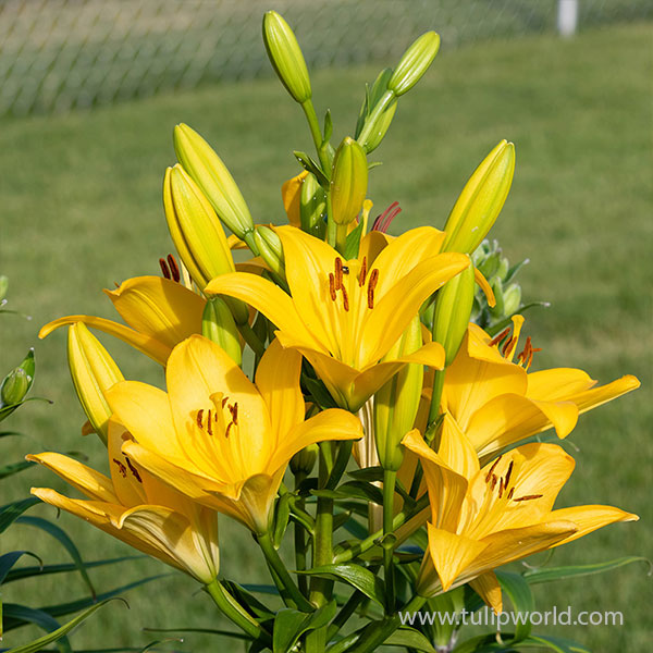 Fuenta Hybrid Lily | Tulip World | 27313