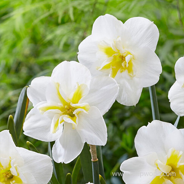 Lemon Beauty Daffodil | Tulip World | 32139