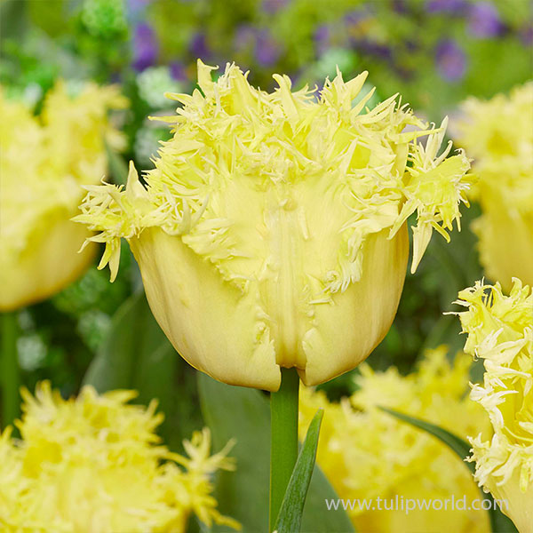 Lemon Shoot Fringed Tulip | Tulip World | 38120