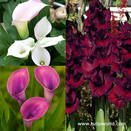 Midnight Amethyst Calla Gladiolus Collec | Tulip World | 26149