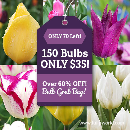 Rainbow of Tulips Grab Bag | Mixed Tulips | Tulips that Bloom all Spring