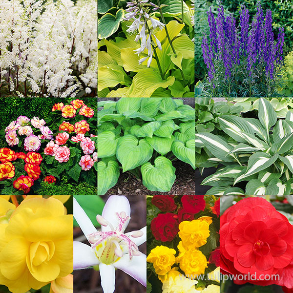 Secret Shade Surprise Mix | Shade Perennials for Sale | Shade Garden ...