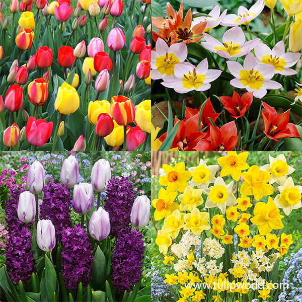 Spring Blooming Flower Bulbs | Mixed Flower Bulbs | Easy to Grow Flower ...