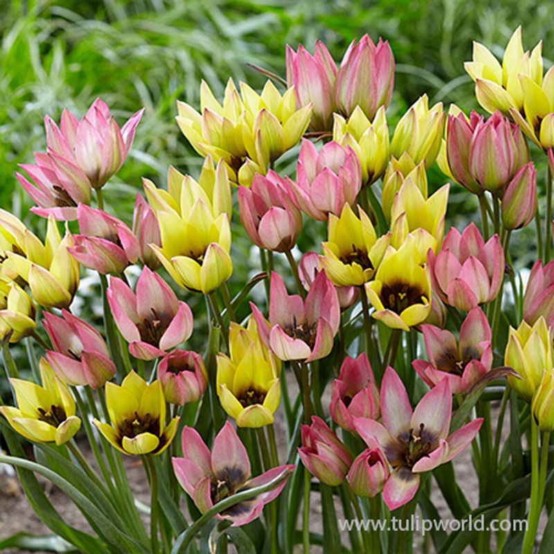 Spring Surprise of Blooms Grab Bag | Fall Planted Flower Bulbs