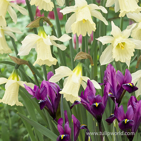 Spring Surprise of Blooms Grab Bag | Fall Planted Flower Bulbs