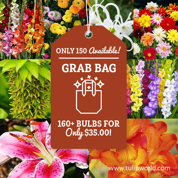 Weekly Flower Bulb Specials | Flower Bulb Discounts | Premium Holland ...