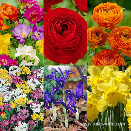 Fall Planted Bulbs for Warm Climates | Fall Planted Bulbs for Zone 8 and 9
